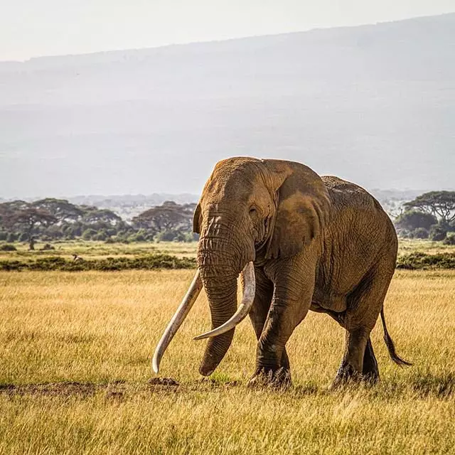 Die wêreld beroemde Tasker Tim: olifant met 'n groot testers