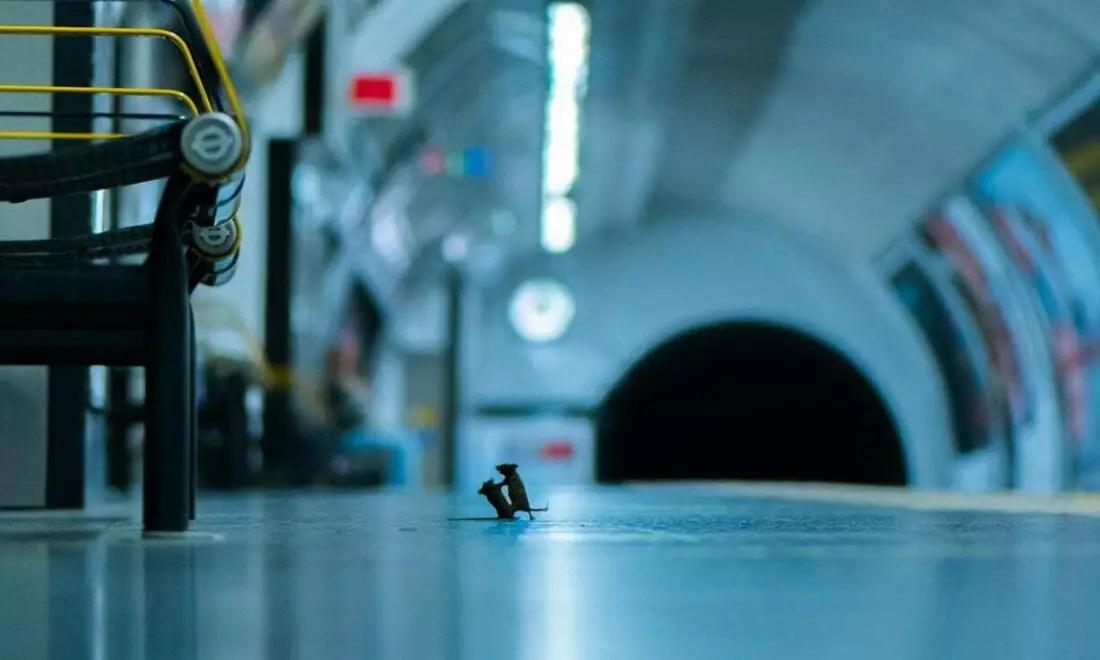 Kampf am Subway: eng ongewéinlech Frame gewonnen an der photo Concours vun der London Musée vun Natural Science