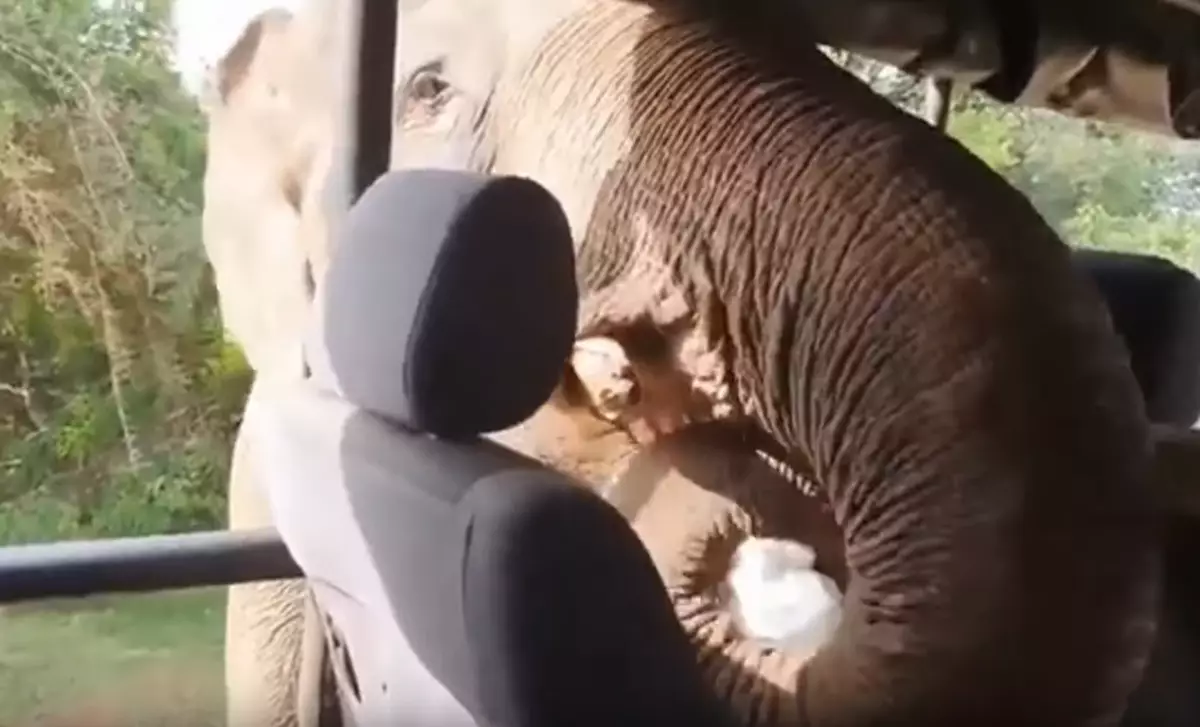 Nude Elephant Robs Tourist Machine- ը սննդի որոնման մեջ. Տեսանյութ