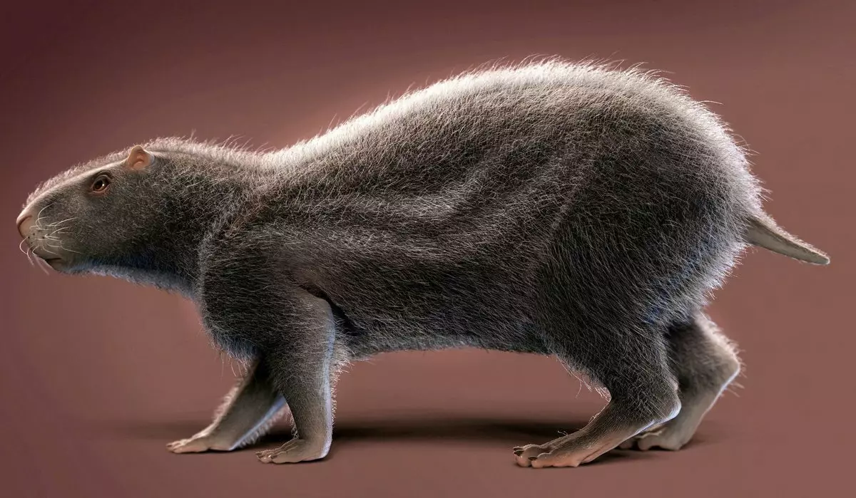 Pozostatky 80 kilogramov staroveké potkan v Amazónii
