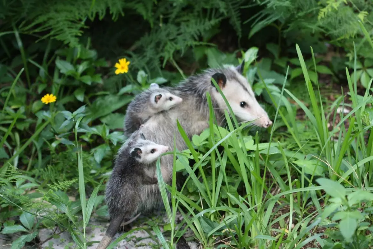 Бұл жерде аз адамдар сенді, бірақ Opossums гүлдерді тозаңдандырады. Қалай?