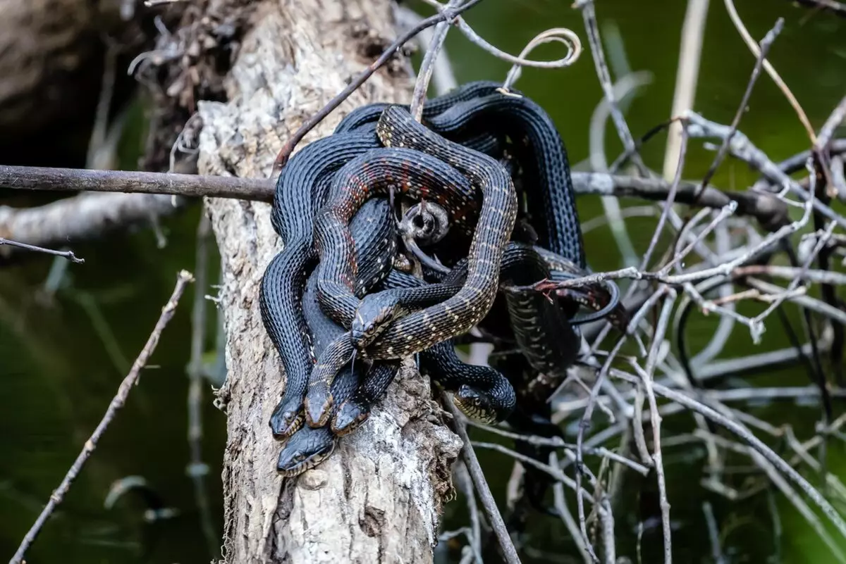 Das Territorium von Florida Park war aufgrund der Schlangenorgie geschlossen