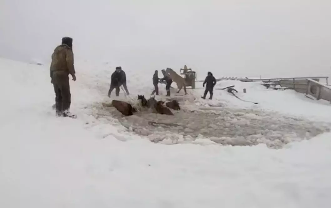 Bashkiria'da, kurtarılan hamile atlar buzun altında başarısız oldu: video