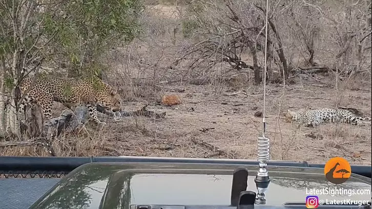 Mos jini me famë: Leopard u hodh për një femër të fjetur