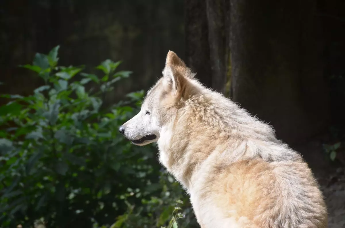 Wolves Himalaya được công nhận là một khung cảnh độc đáo.