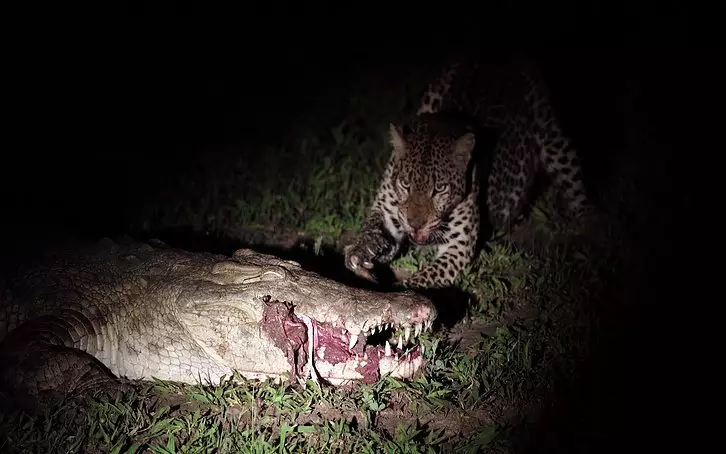 Leopardo ŝtelas predon de krokodilo: Video