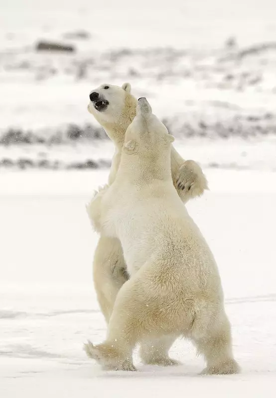 Big Brother Chukotka: Les ours blancs commenceront à suivre en utilisant le système intelligent