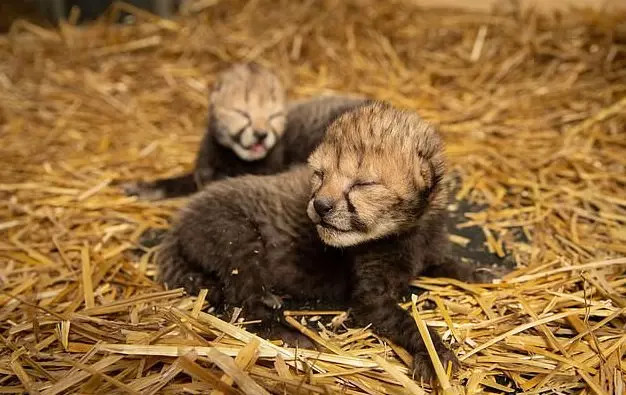 În Zoo Ohio, a apărut primul tânăr ghepard din lume, născut cu ajutorul eco