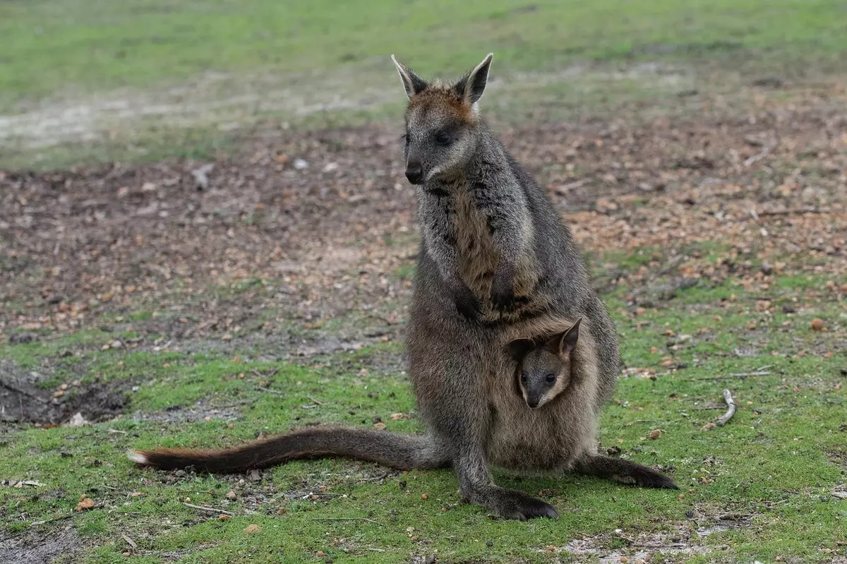 Bolotnaya Wallaby: Animal, care este întotdeauna gravidă