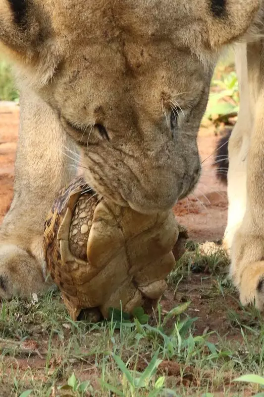 शेरनी एक कछुए खाने की कोशिश करें: वीडियो