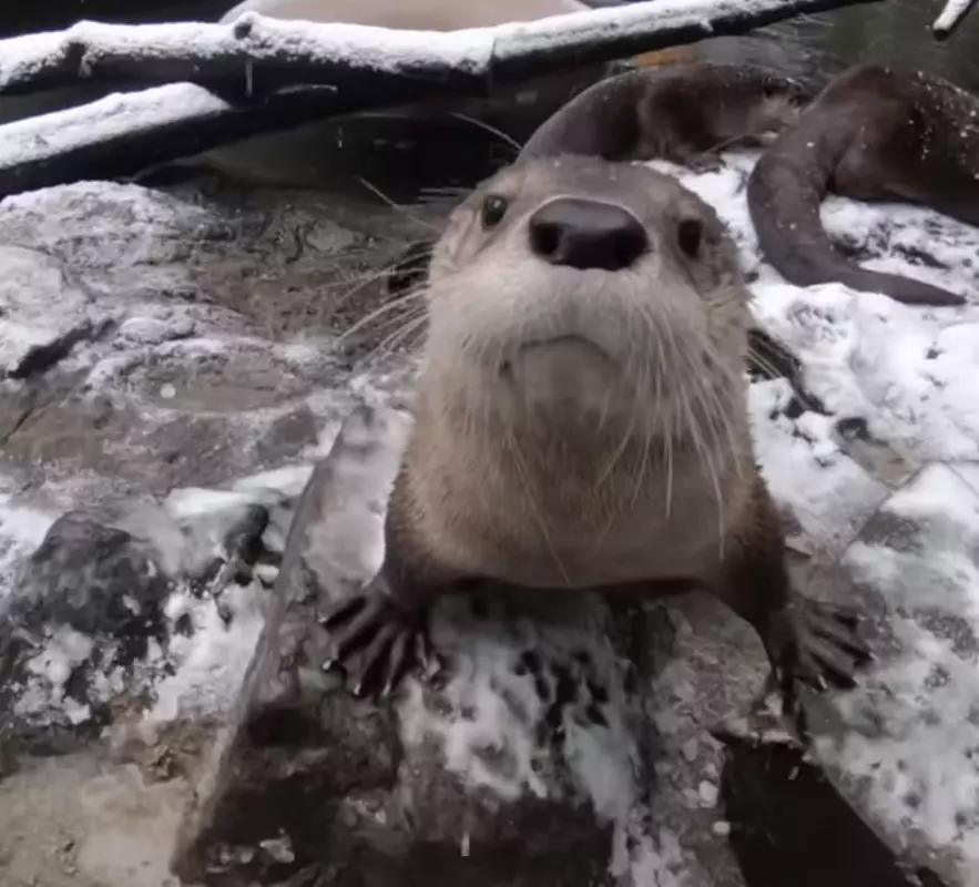 Otters kufurahia theluji safi: video.