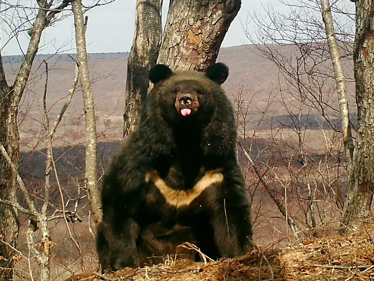 Niedźwiedzie w wiosny Rozważ: wyniki monitorowania na "Ziemi Leoparda"