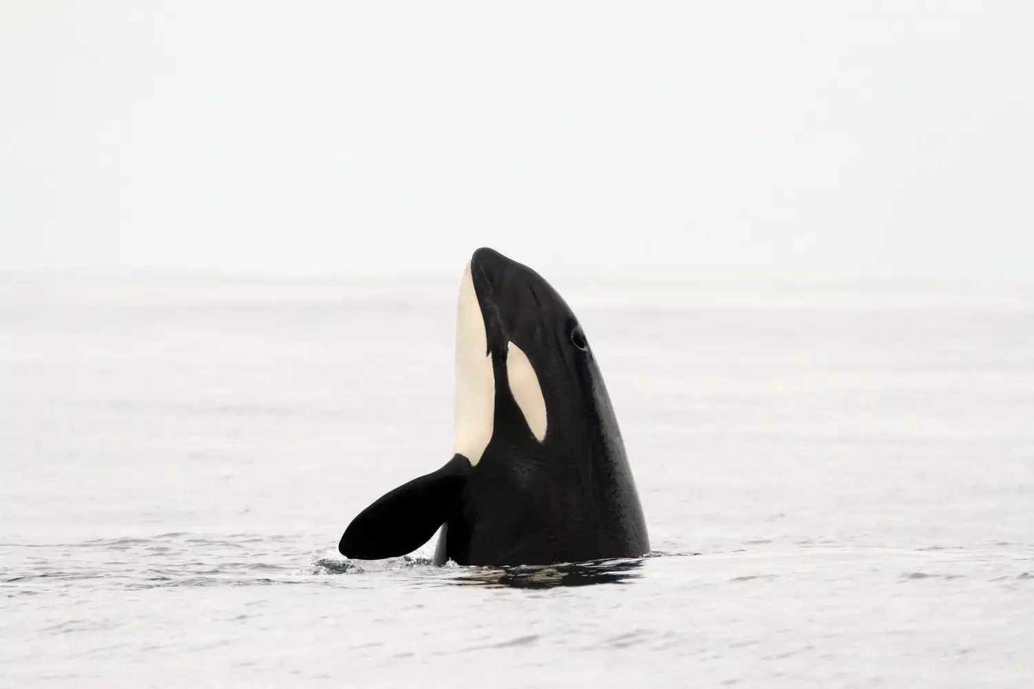 orca alazor.jpg