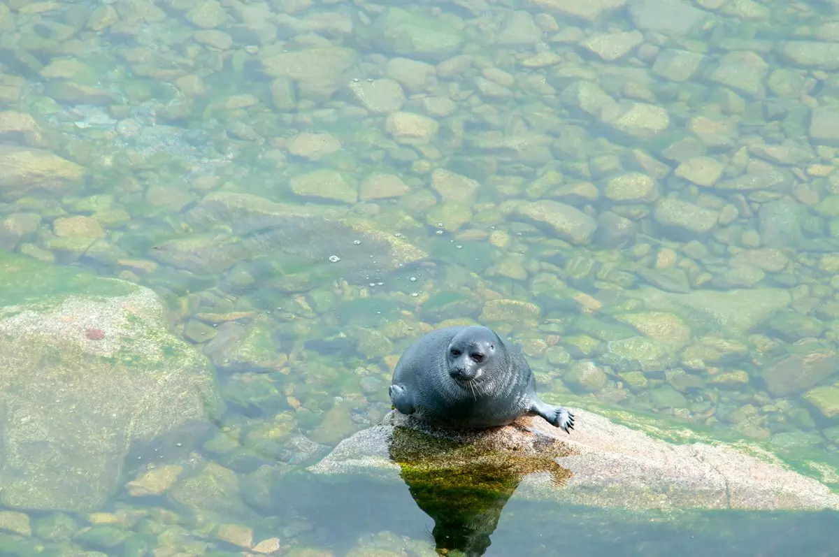 Caspian Seal.