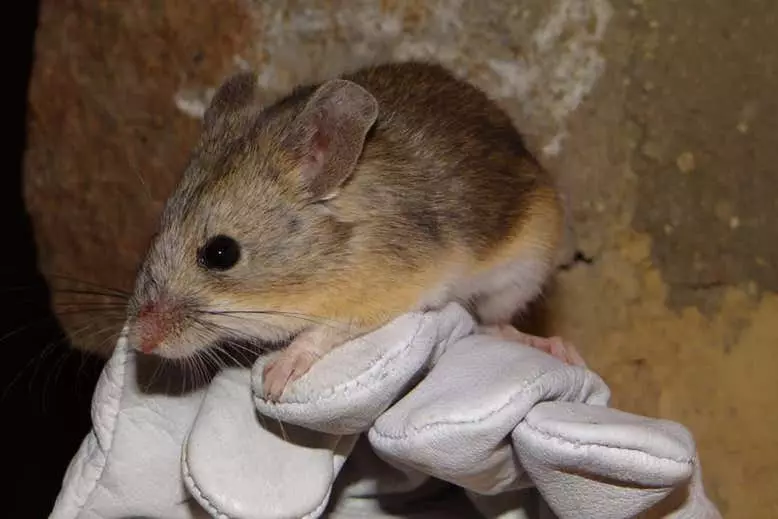 Radzade hamstere funnet i en høyde på 6739 meter. Dette er en plate for pattedyr!