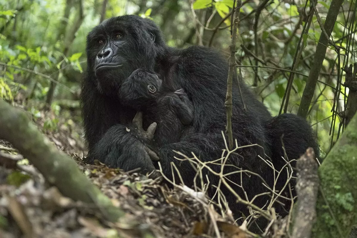 An Afrika, klëmmt national Parken fir de Bierg Gorillas aus Coronavirus ze retten