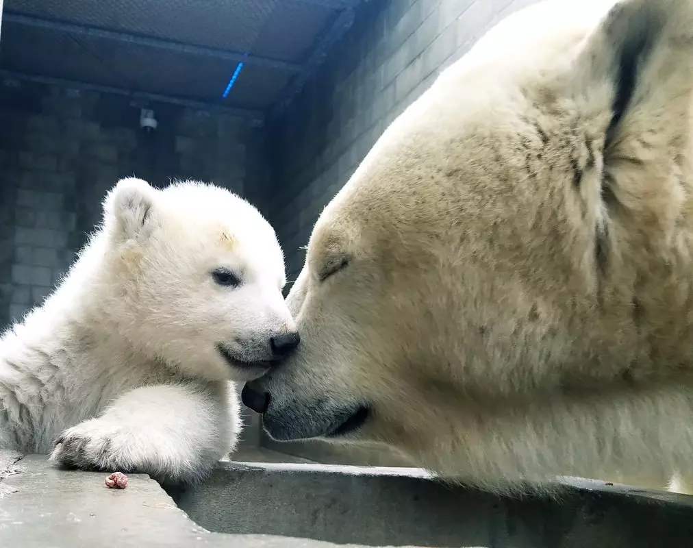 Біла ведмедиця вчить ведмедика плавати: відео