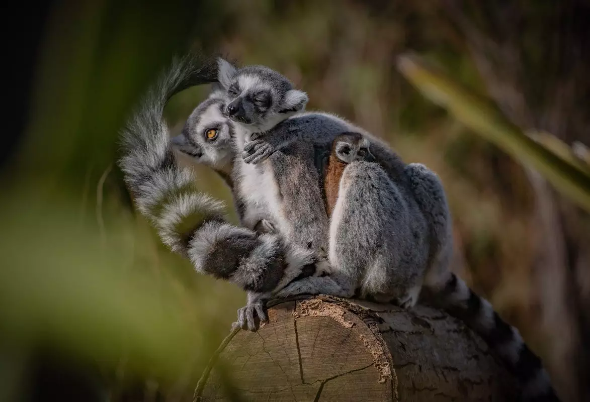 Kat lemurs verskyn in die Britse Zoo: video