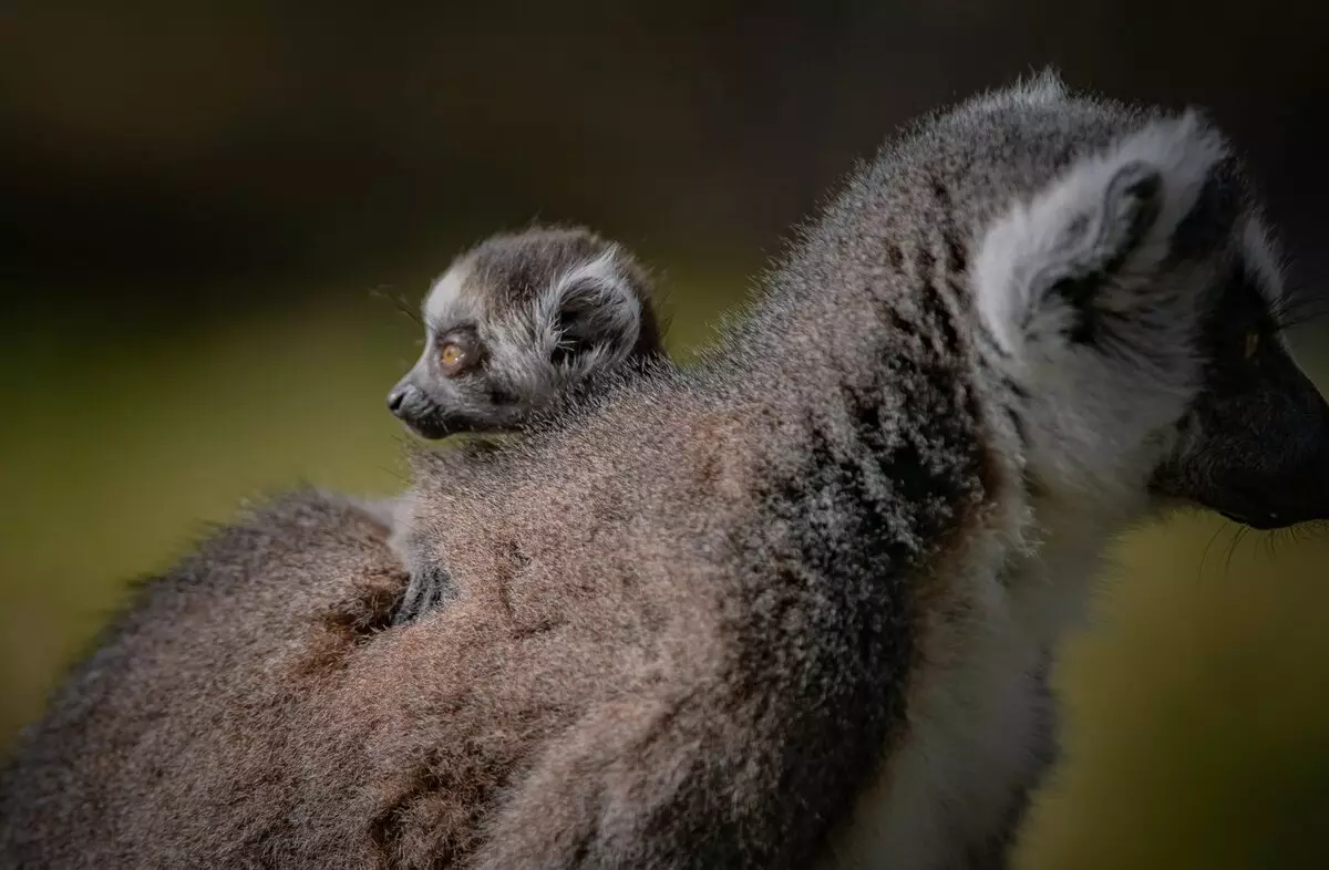 نادر-التوأم الرضيع الليمور-ولد-في-تشيستر حديقة حيوان-20-Scaled.jpg
