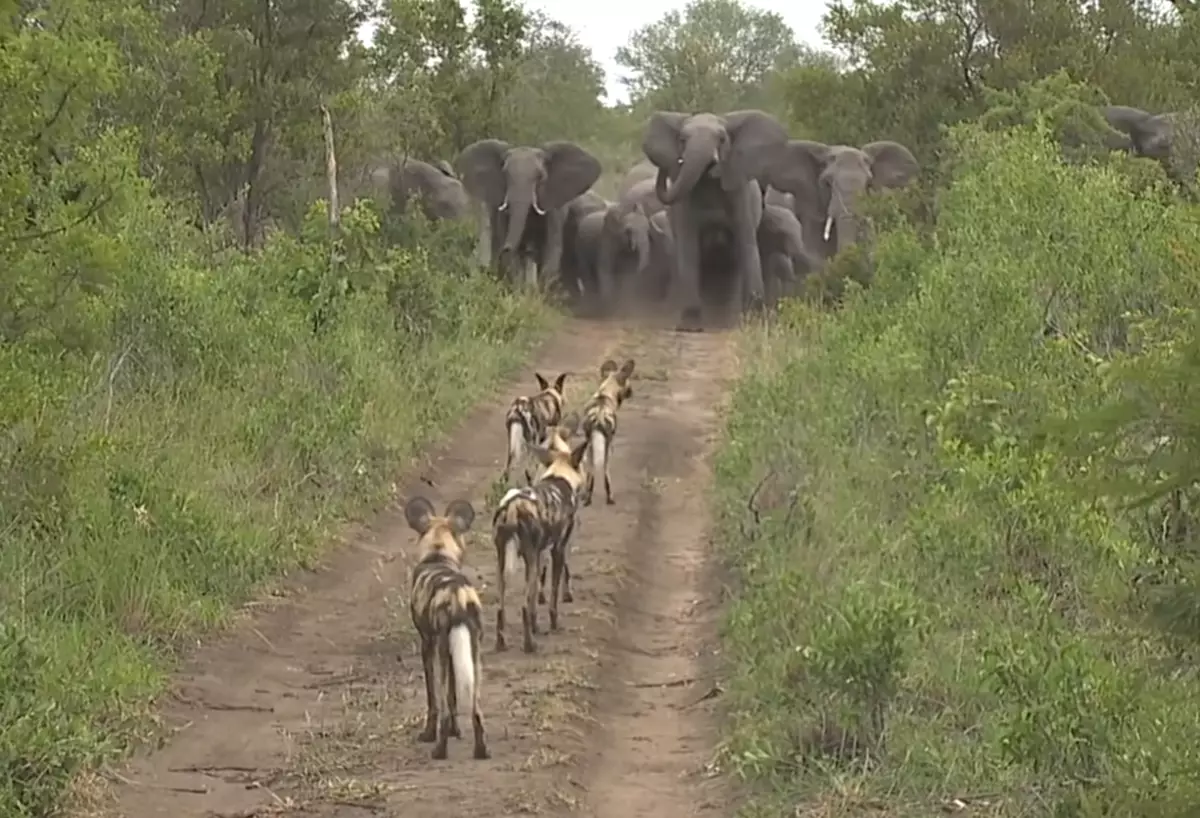 Koska norsut suojaavat nuoria: video