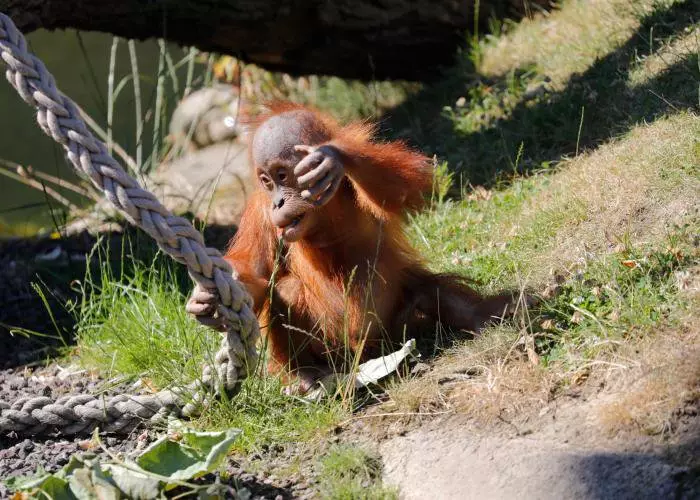 Orangutanlar çıkışları ile arkadaşlık kurdu: Fotoğrafı