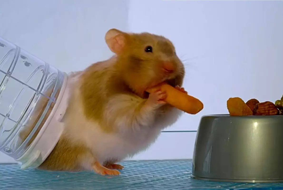 Berapa banyak makanan hamster dapat mengambil pipinya: video