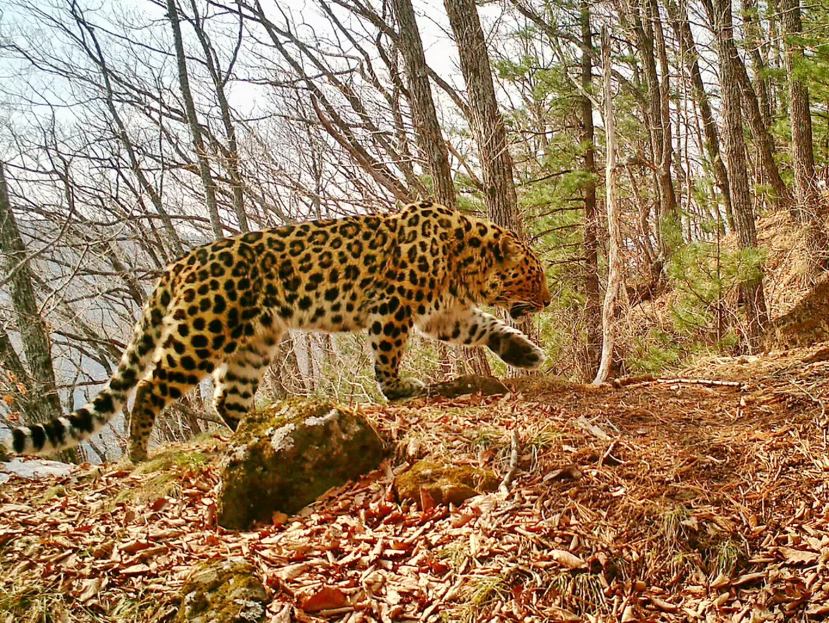 Ο αριθμός της σπάνιας μεγάλης γάτας αναπτύσσεται χάρη στη ρωσική λεοπάρδαλη Γη