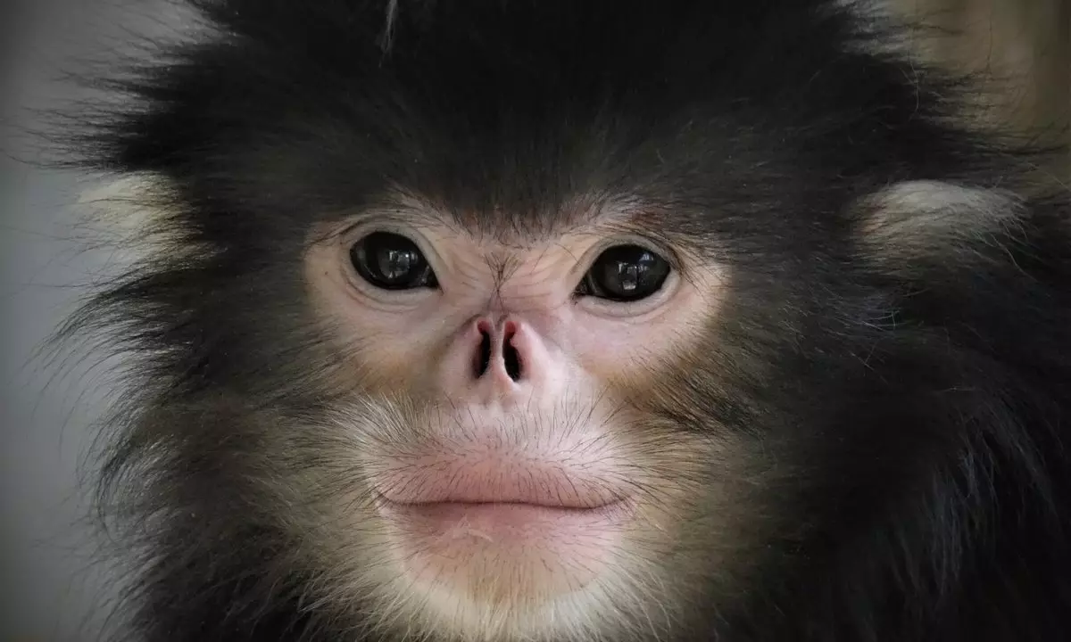 Monkeys għatis jistgħu jiffrankaw mill-estinzjoni ħolqien ta 'park nazzjonali fil-Mjanmar