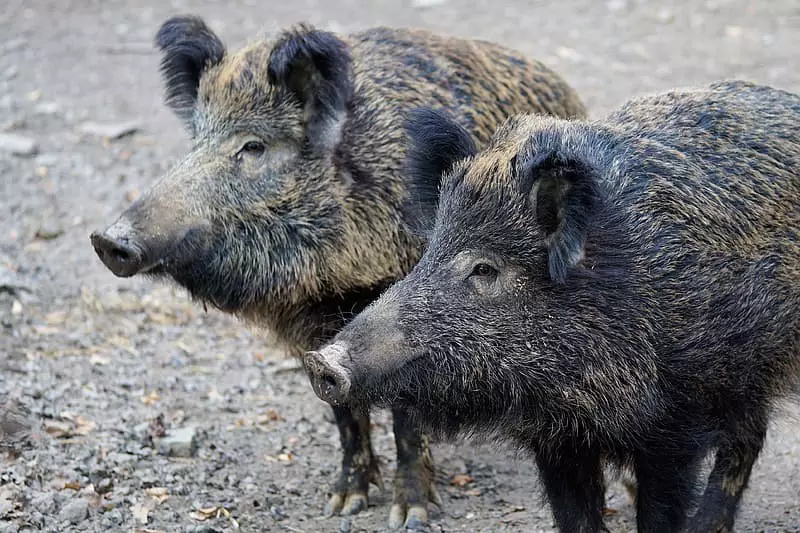 ცხოველები გრძნობენ დიდი ზონაში გასხვისების Fukushima - განსაკუთრებით boars