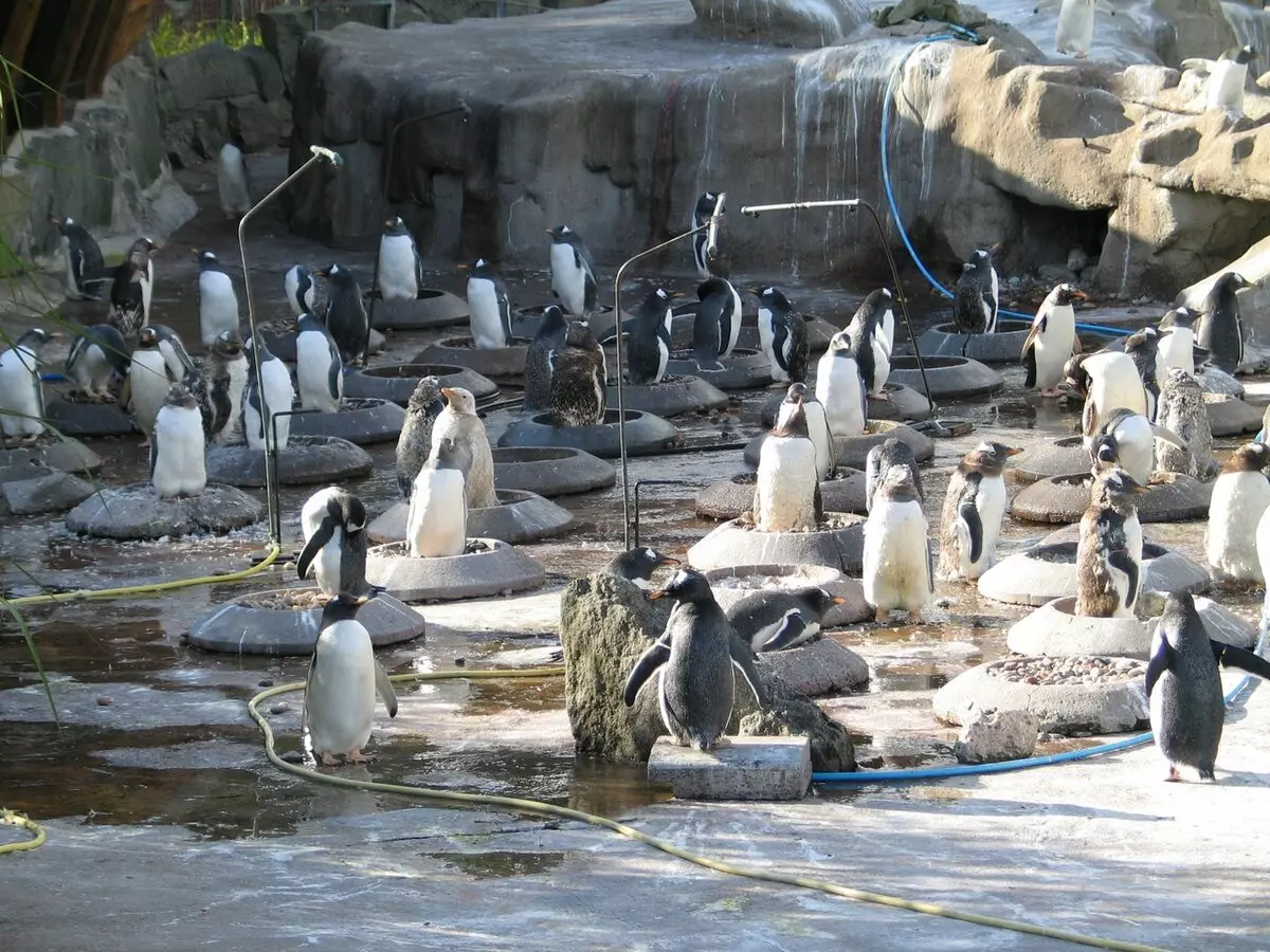 Pinguins no zoológico