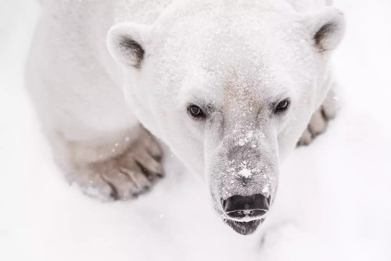 Retented og ikke skape spesielle trusler: hvite bjørner ble overvåket i Yakutia