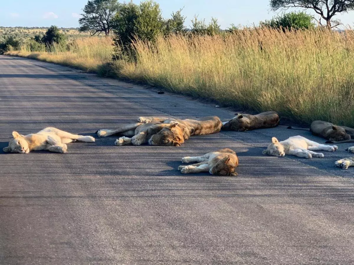 Стомлені сонцем: левиний прайд заснув на спорожнілій під час карантину дорозі