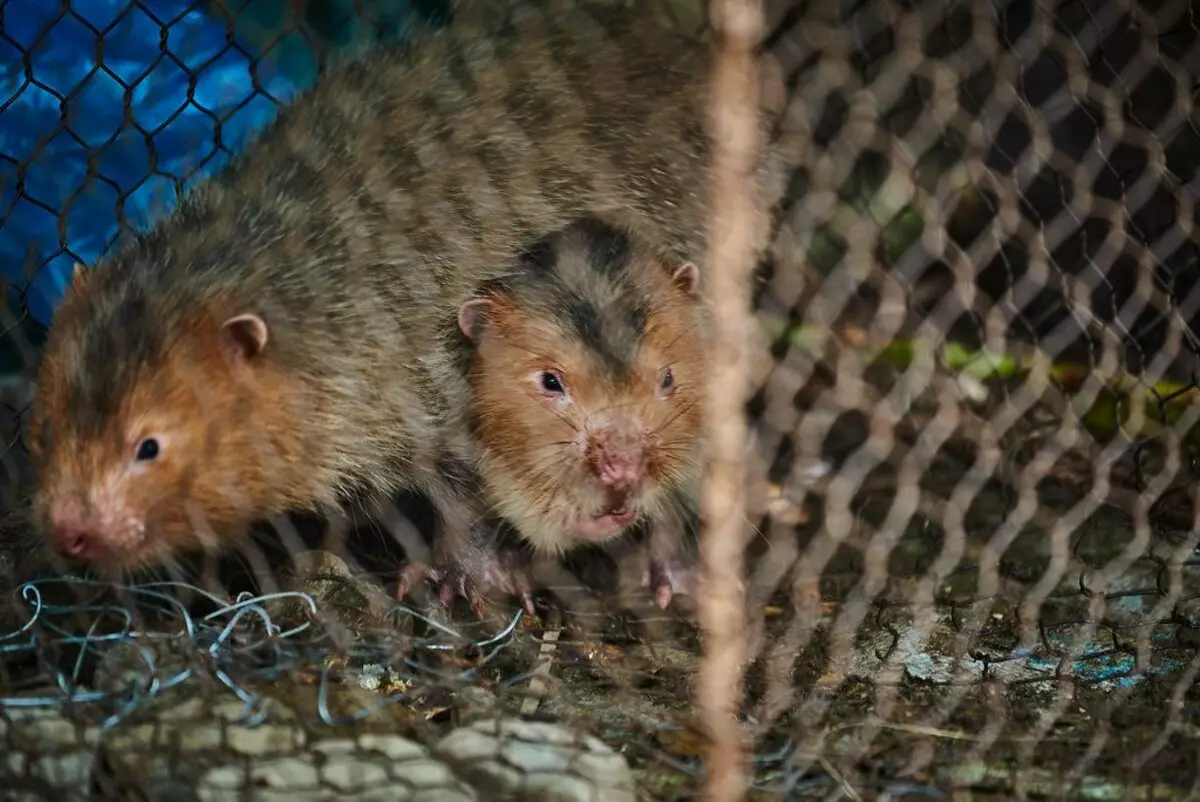 Tikus bambu, populer di Cina, dianggap sebagai pembawa coronavirus