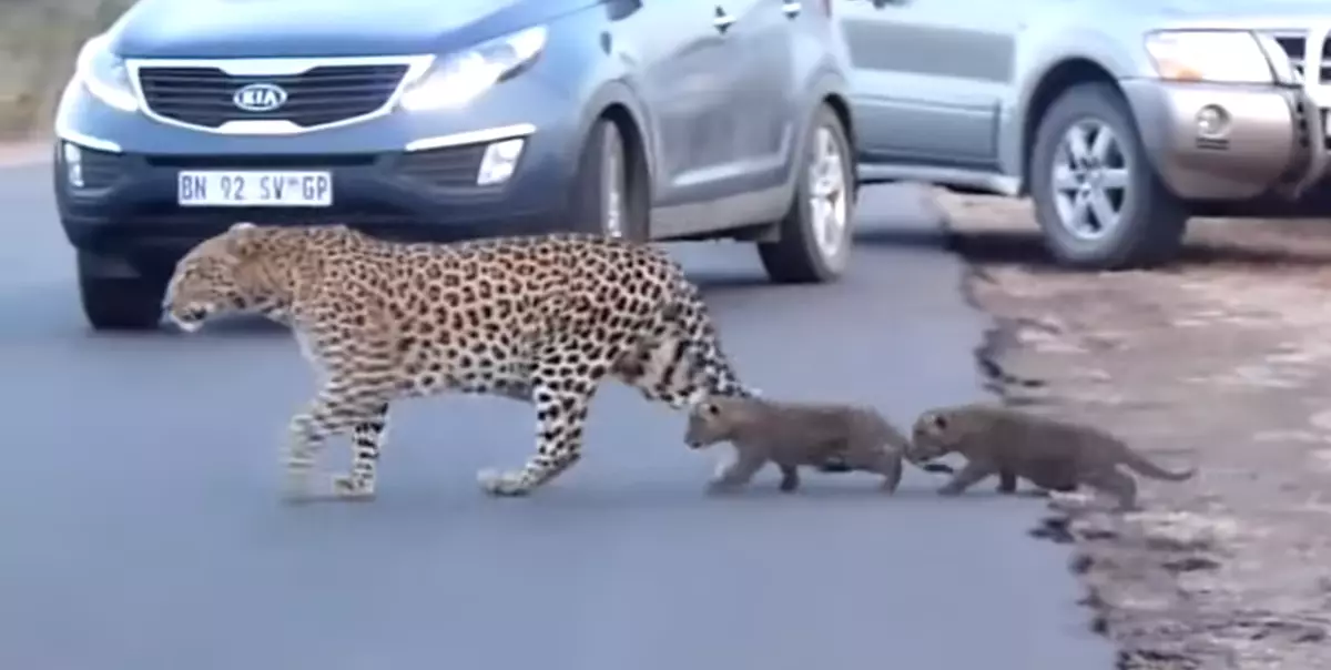 Leopard'ın dişi, yolu hareket ettirmek için genç bir yol öğretir: video