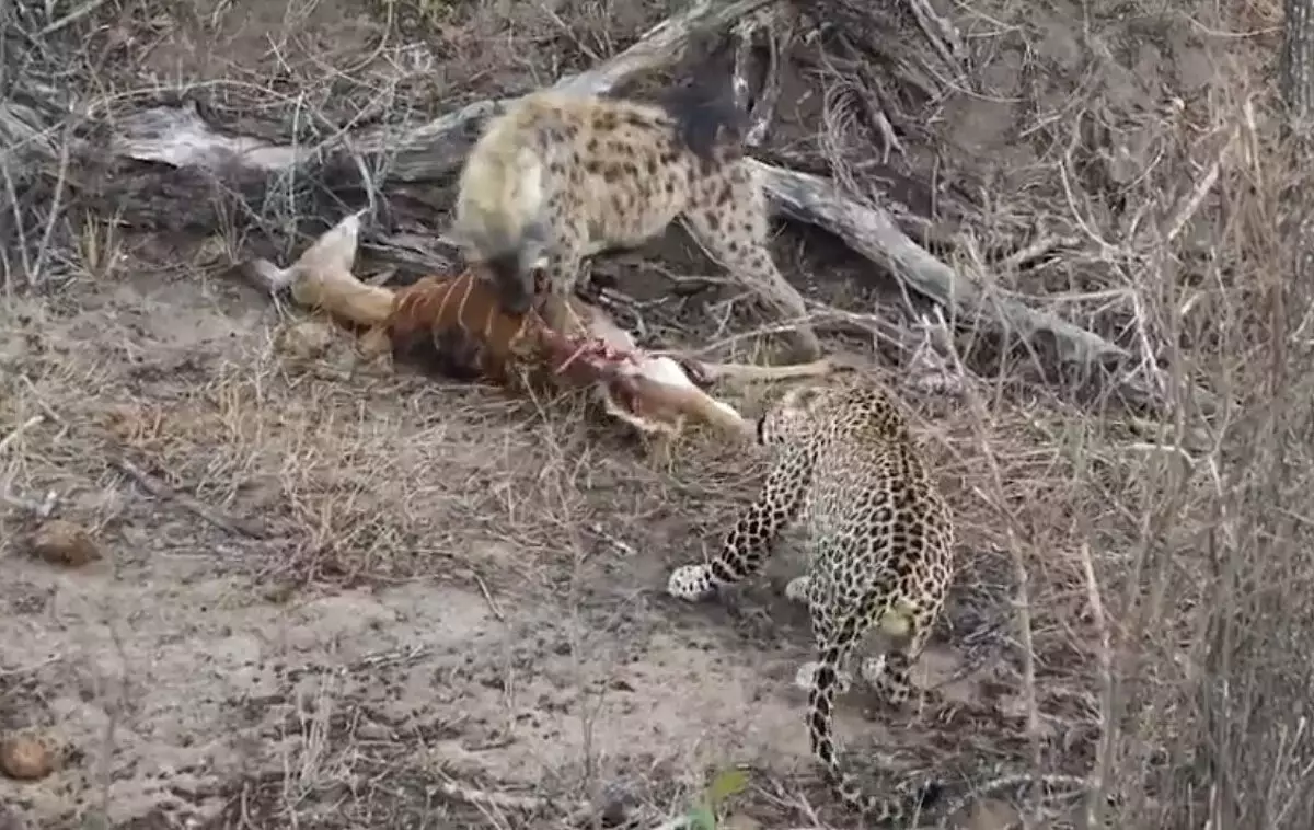 Vakt i përbashkët leopard dhe hyena: video