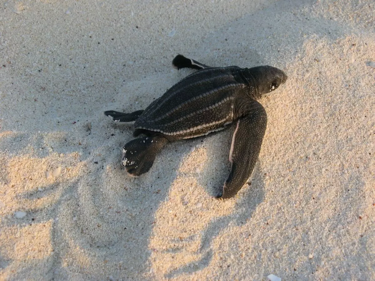 غمرت السلاحف النادرة مصنوع من الجلد الشواطئ الفارغة من تايلاند