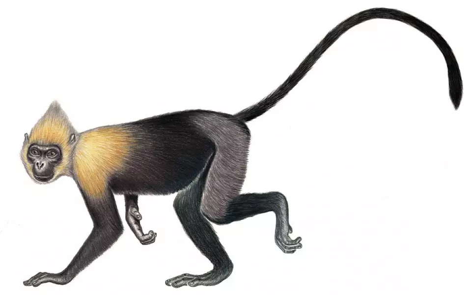 gibments, Nosachi และ Lori: การถ่ายภาพรายใหญ่ล่าสุดของ Mail Primates