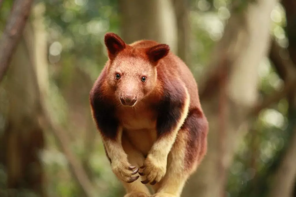 Деревні кенгуру: сумчасті, що забралися на дерева