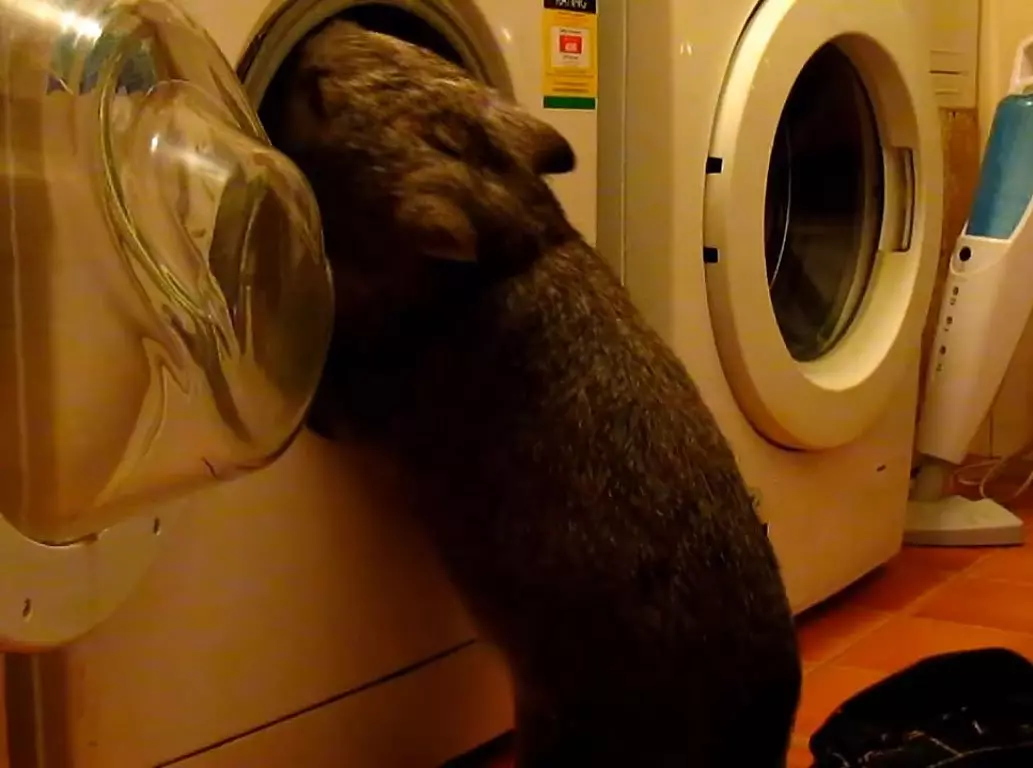 Vombat iz skloništa postala pranja: video