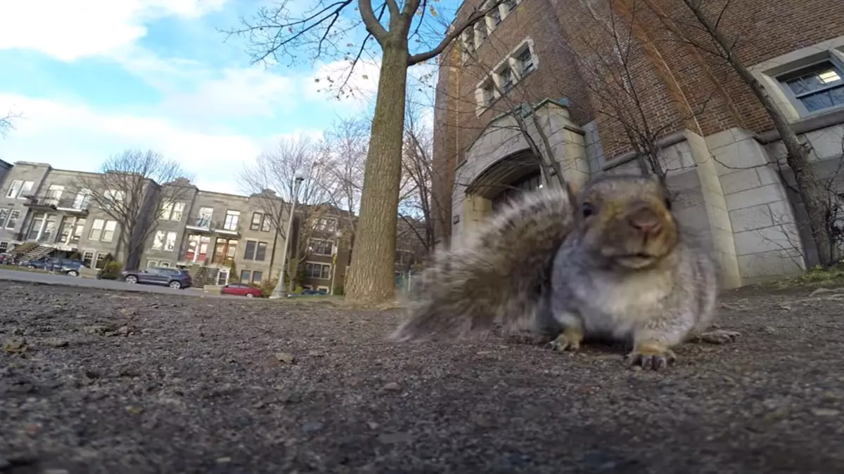 Squirrel izvukao GoPro i popeo se s njim na drvetu: video sa zarobljenim životinjama zvijeri