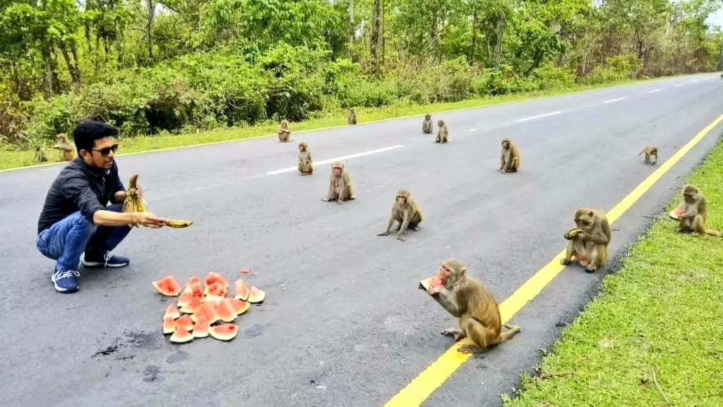 Monkeys in India megfigyeli a társadalmi távolságokat: Videó