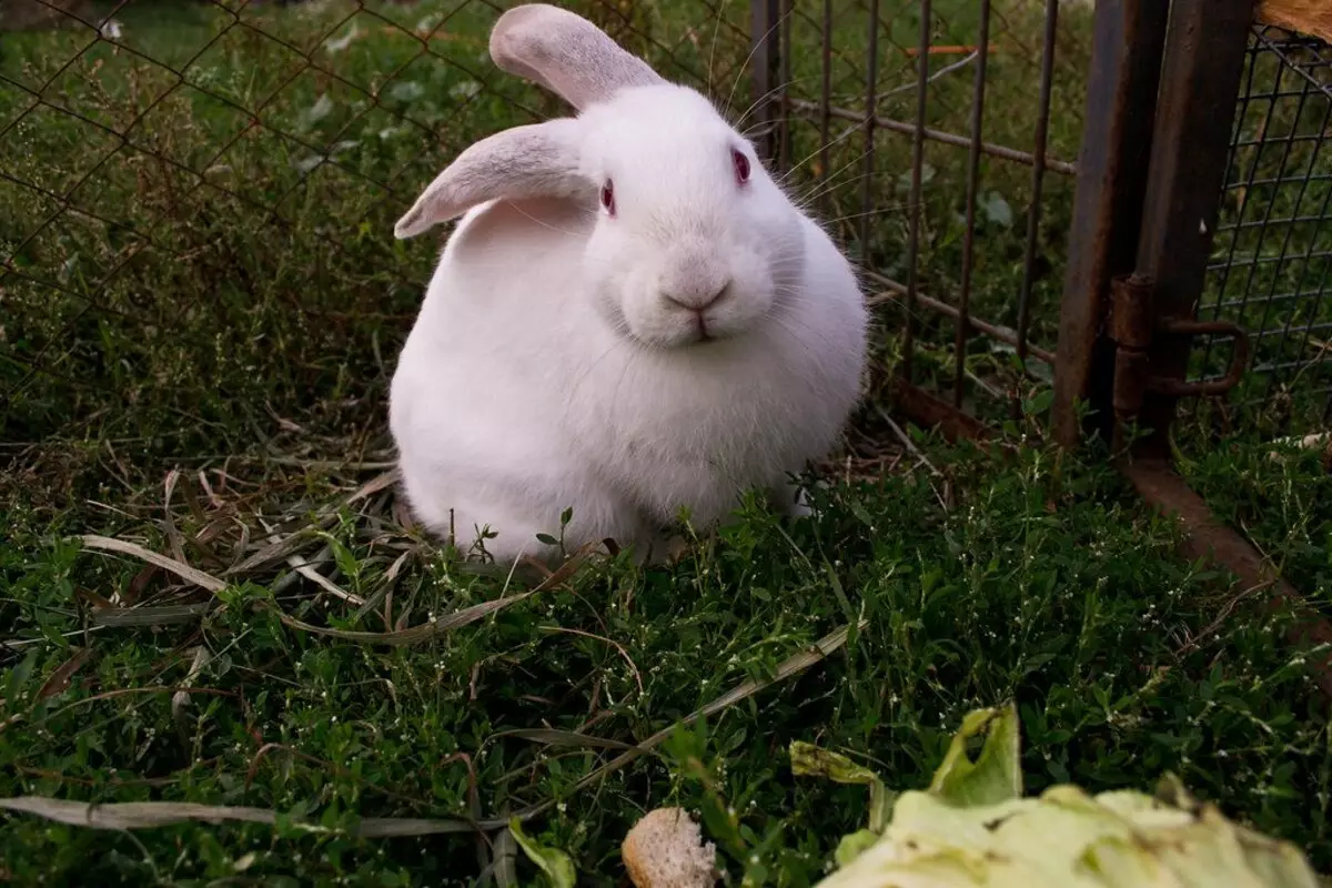 Aux États-Unis, le virus mortel est distribué, appelé "lapin ebola"