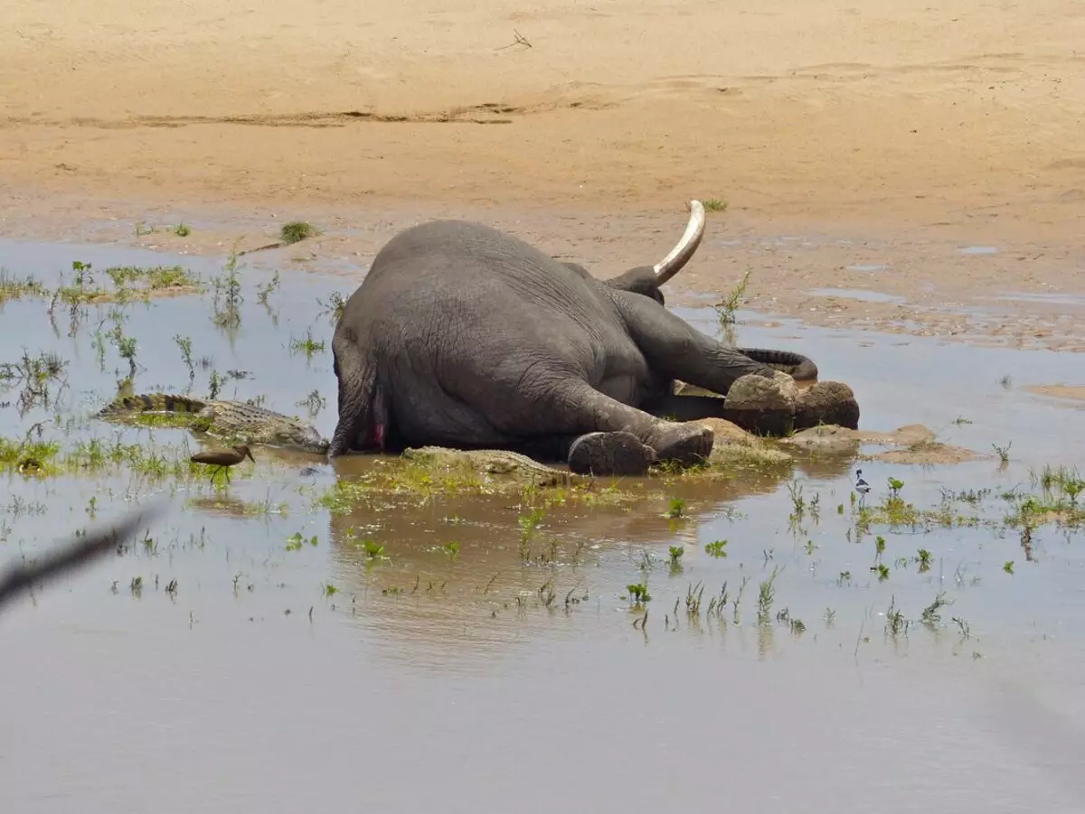 Elephants Afrika ölmək davam edir. Ölüm səbəbləri hələ məlum deyil