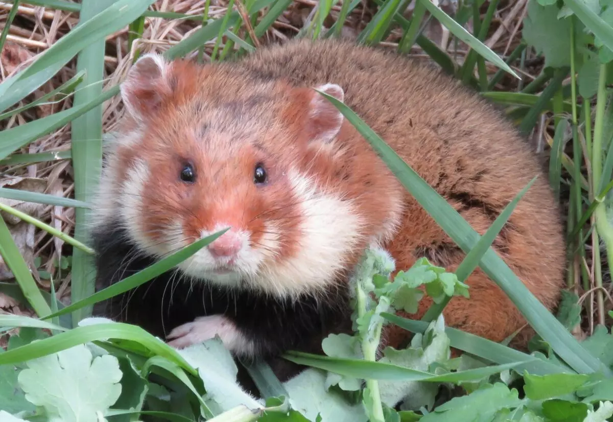 Vanlig hamster slog listan över utdöda djur