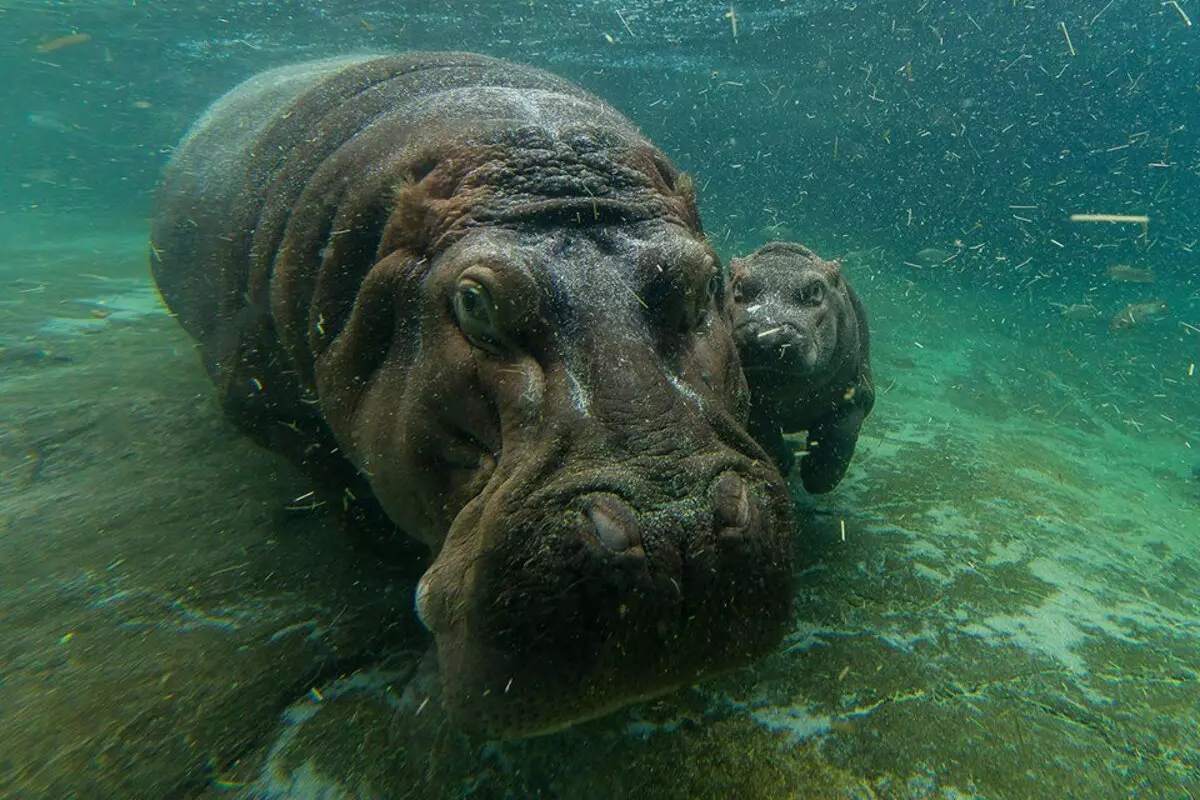 Bagaimana Hippo Learns To Swim: Video