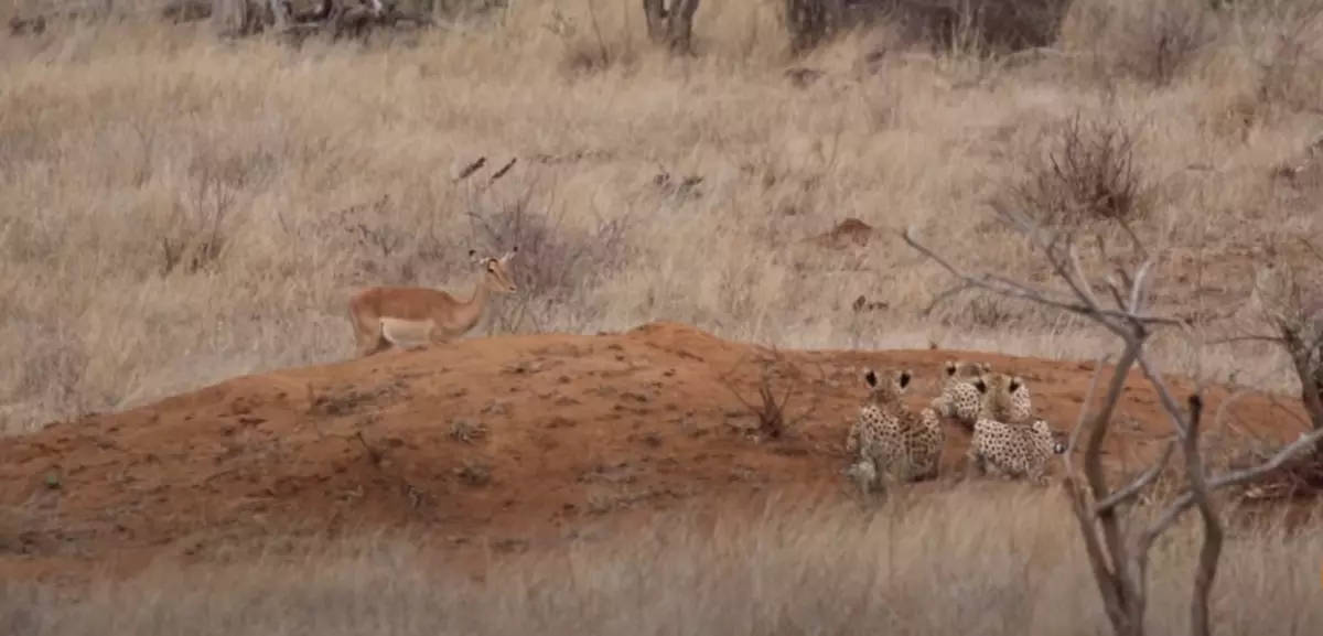 Impala nuk ka vërejtur tre pushues të Hepardians dhe shkoi tek ata për të takuar: video