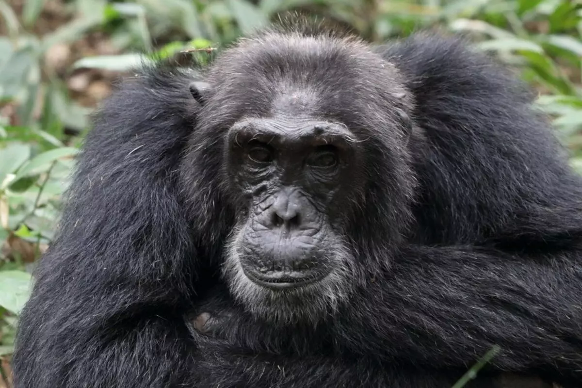 Sedna šimpansides ei olnud seotud vananemisega