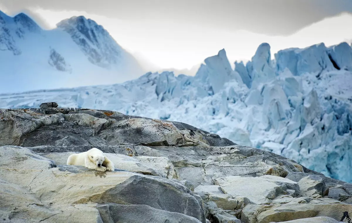 Bears Putih boleh hilang sepenuhnya oleh 2100 disebabkan oleh perubahan iklim