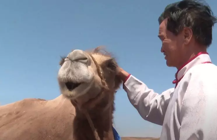 骆驼乘坐中国干旱地带100公里返回前业主