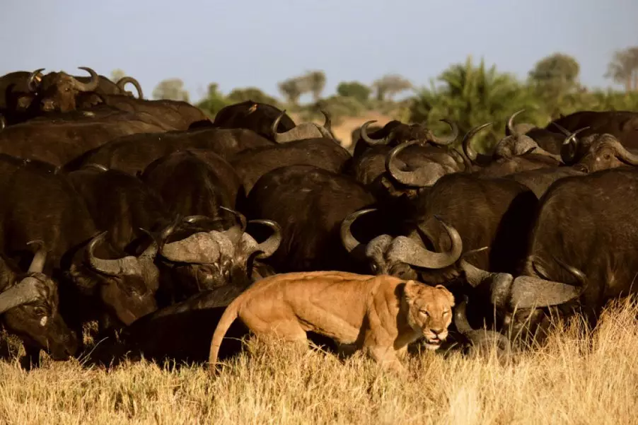 Ovea vyandigheid tussen leeus en buffels: fotogallery
